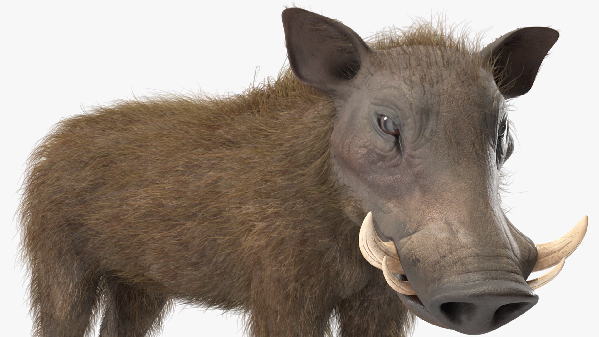 3D South African Wild Boar Standing Pose Fur - TurboSquid 2215094