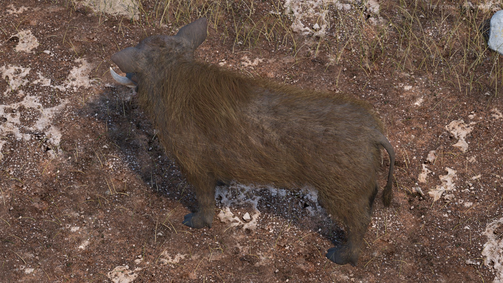 3D South African Wild Boar Standing Pose Fur - TurboSquid 2215094