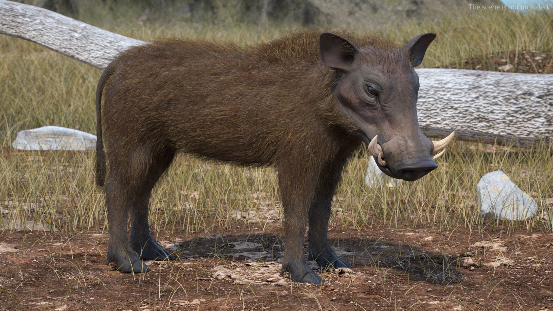 3D South African Wild Boar Standing Pose Fur - TurboSquid 2215094
