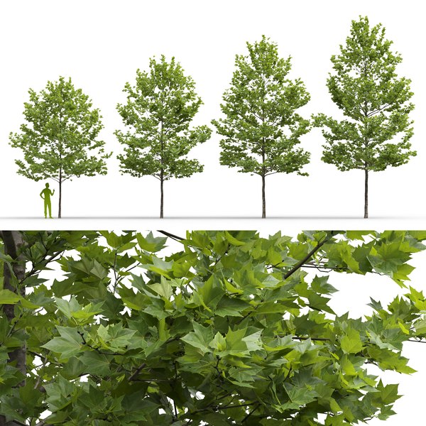 3d model realistic platanus tree type