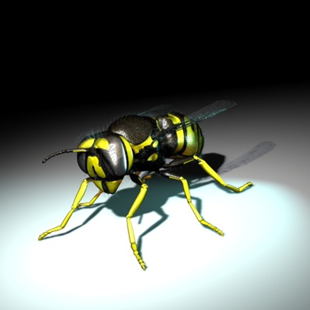 3d Vespula Vulgaris