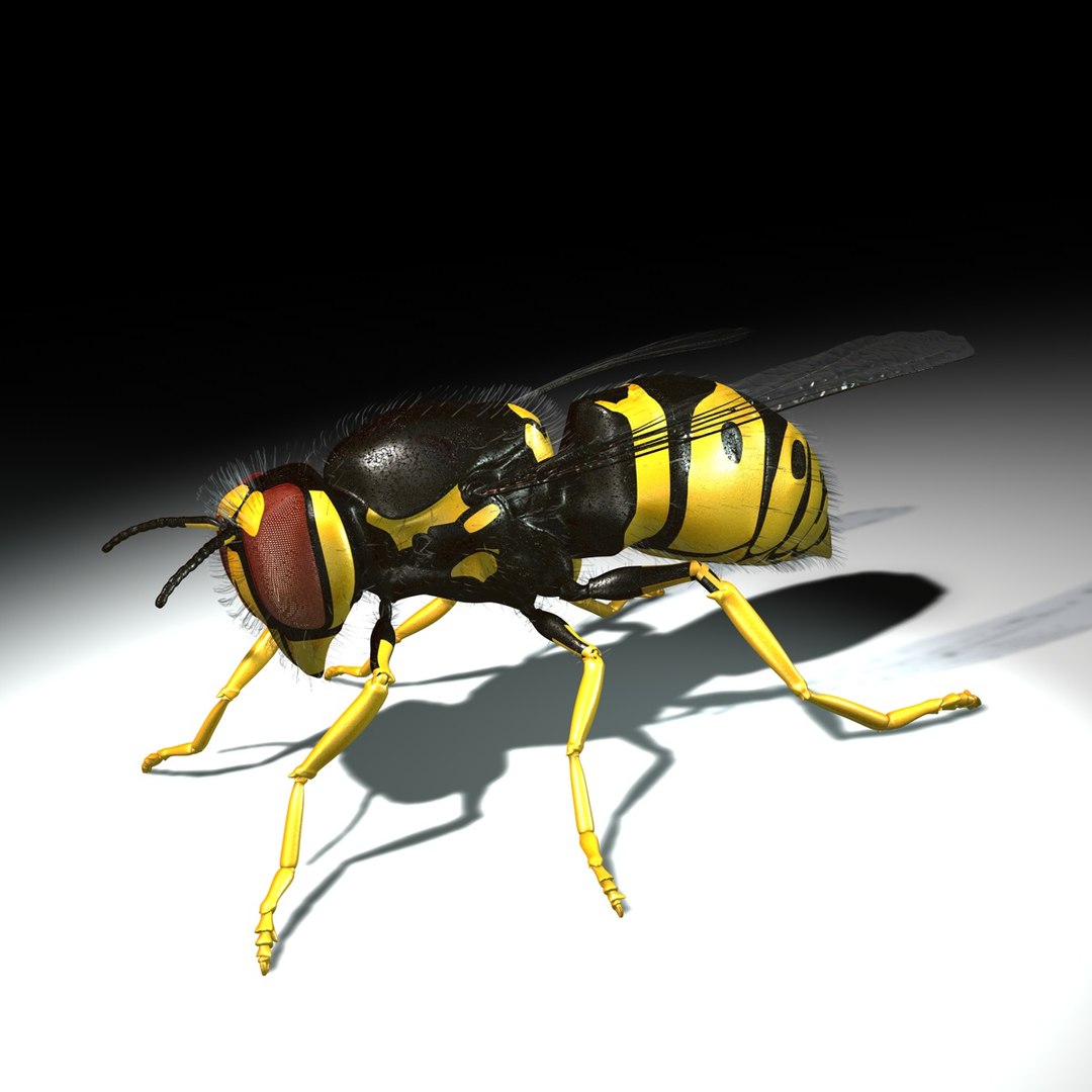 3d Vespula Vulgaris