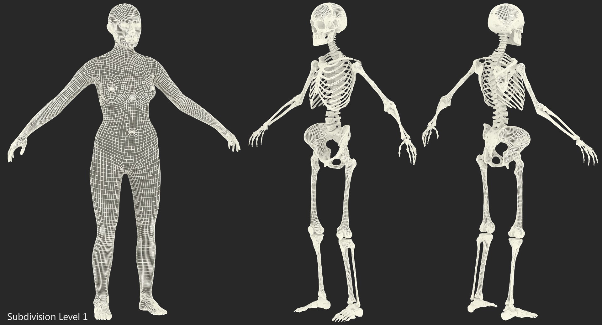 Female body skeleton rigged 3D - TurboSquid 1238151