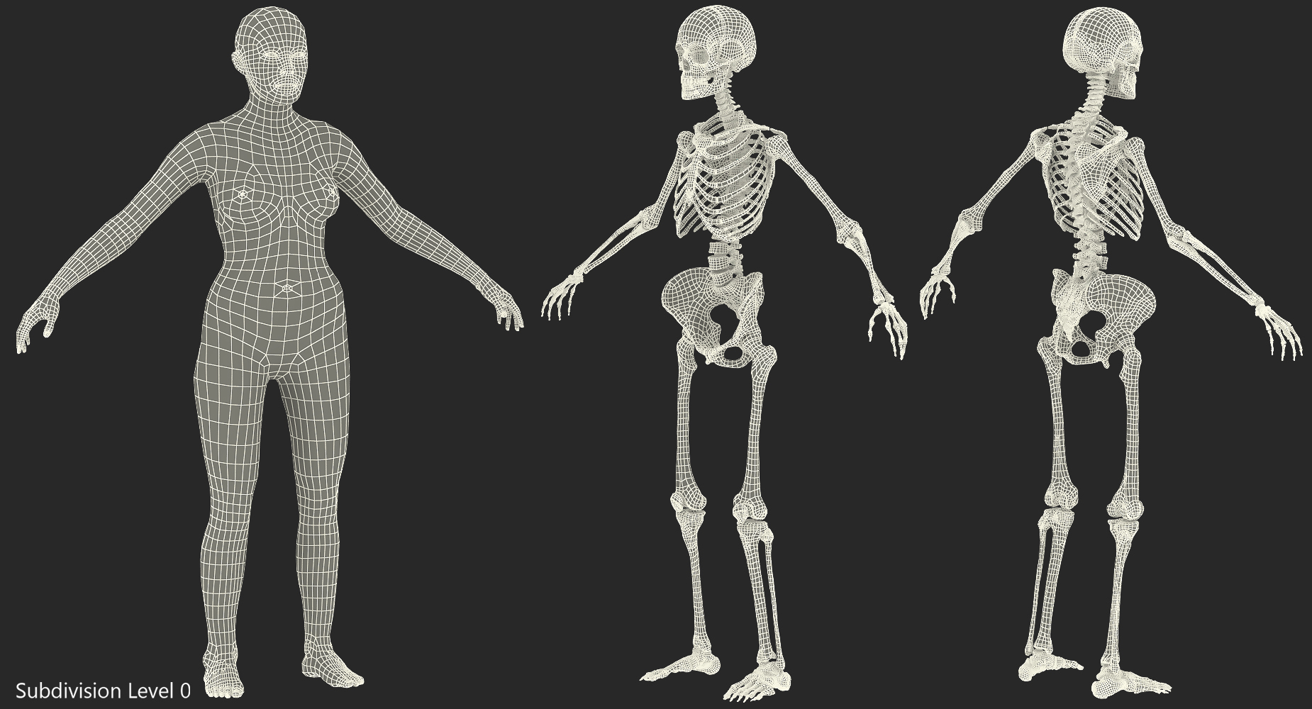 Female body skeleton rigged 3D - TurboSquid 1238151