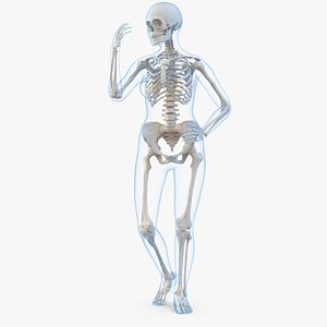 3d model human female skeleton rigged