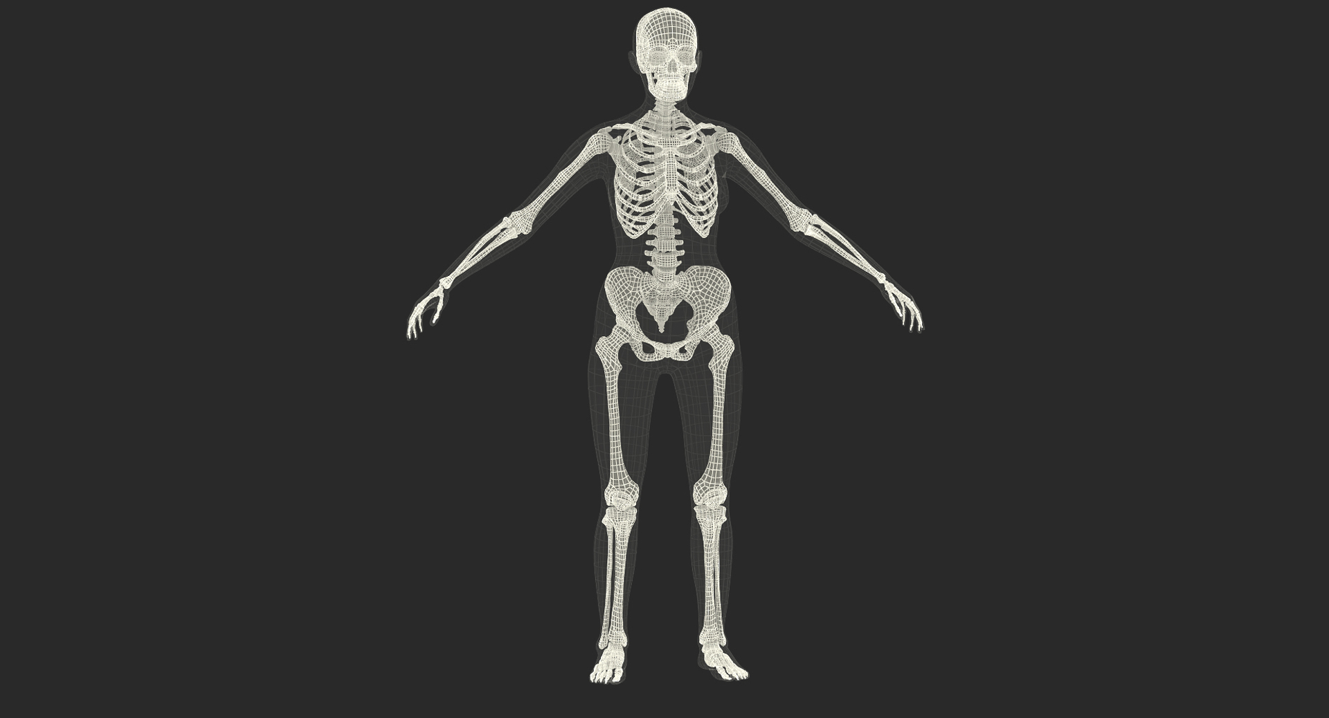 Female Body Skeleton Rigged 3D - TurboSquid 1238151