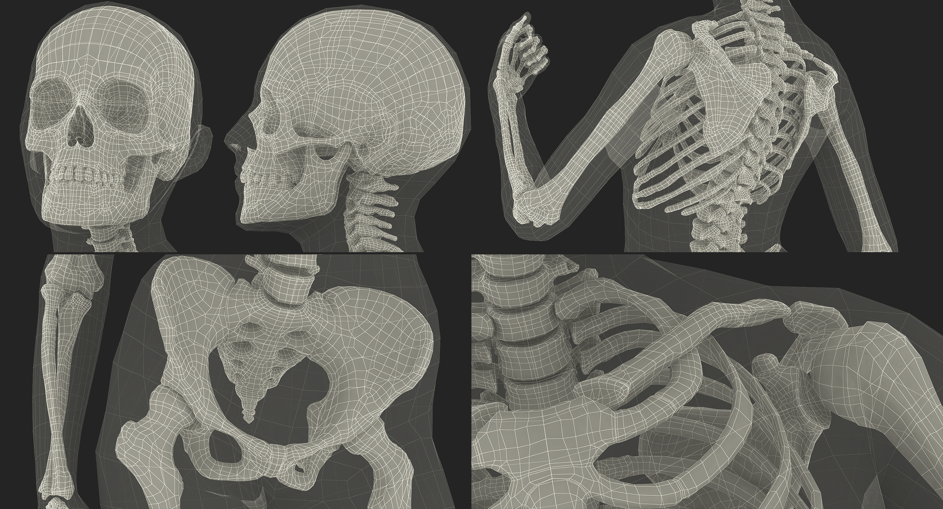 Female body skeleton rigged 3D - TurboSquid 1238151