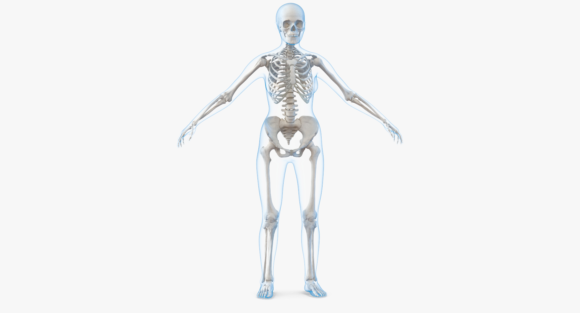 Female body skeleton rigged 3D - TurboSquid 1238151