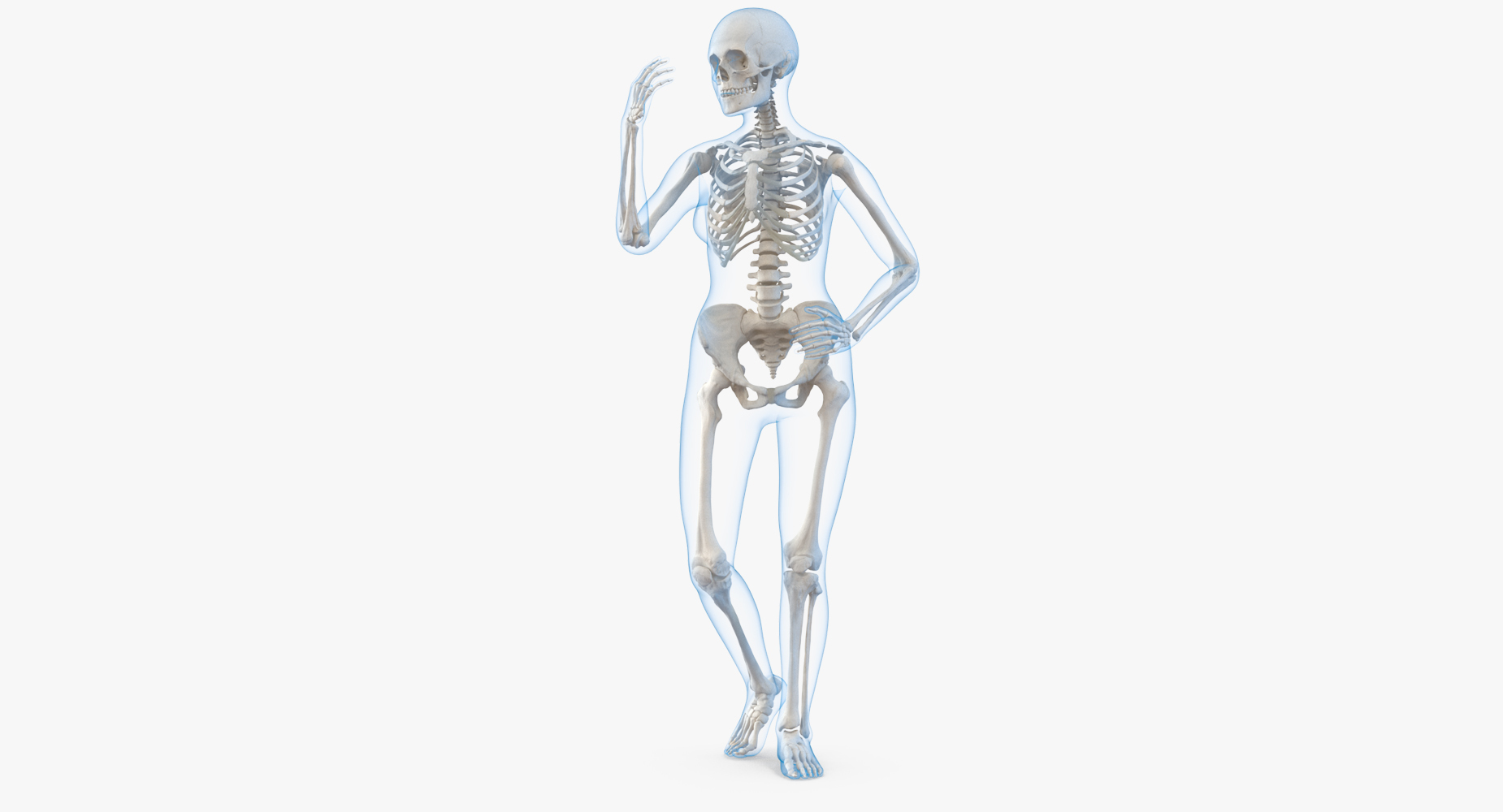 Female body skeleton rigged 3D - TurboSquid 1238151