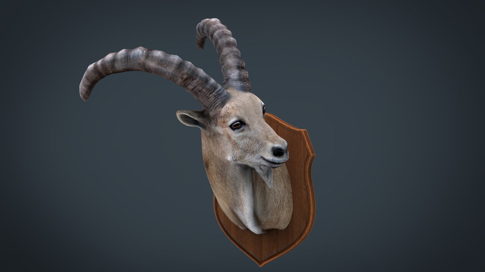Wild Goat Trophy 3D Model - TurboSquid 1418242