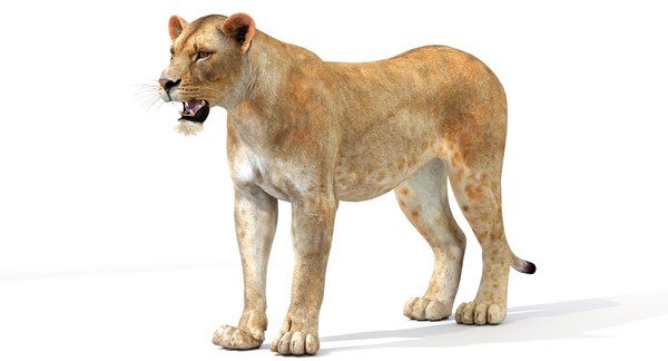 3ds lioness modeled