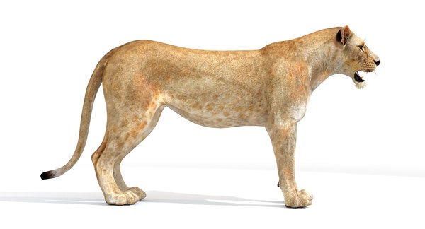 3ds lioness modeled