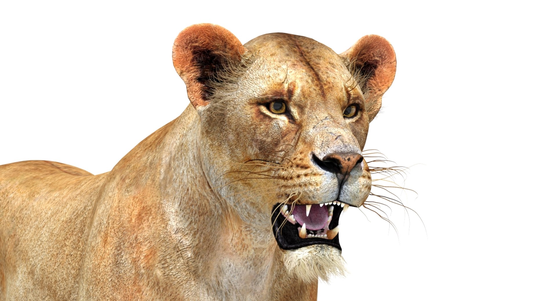 3ds Lioness Modeled