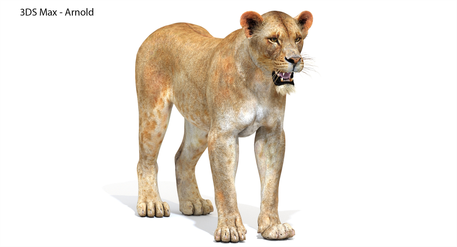 3ds lioness modeled