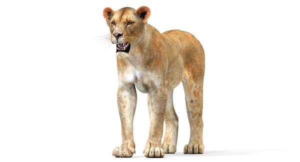 3ds lioness modeled