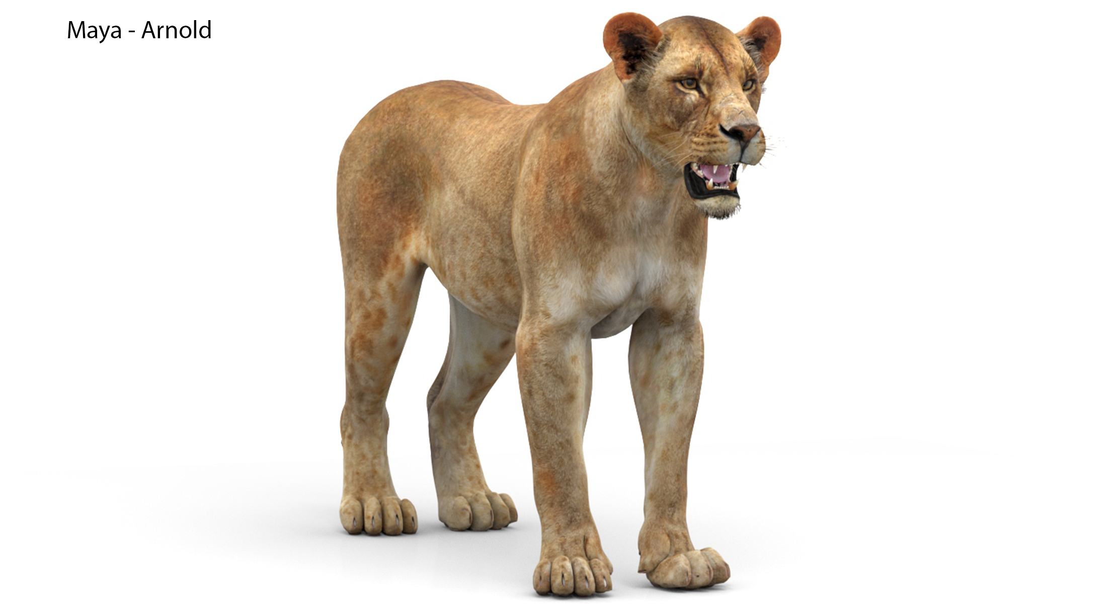 3ds lioness modeled