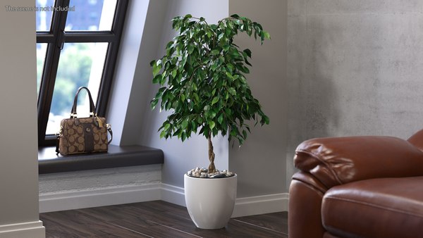 modelo 3d Ficus Benjamina Higo llorón en maceta - TurboSquid 1722401