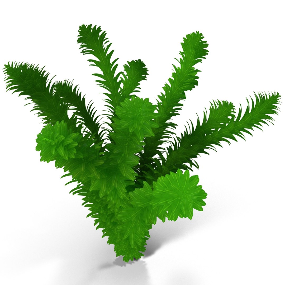 3d Aquarium Anacharis Plant Model