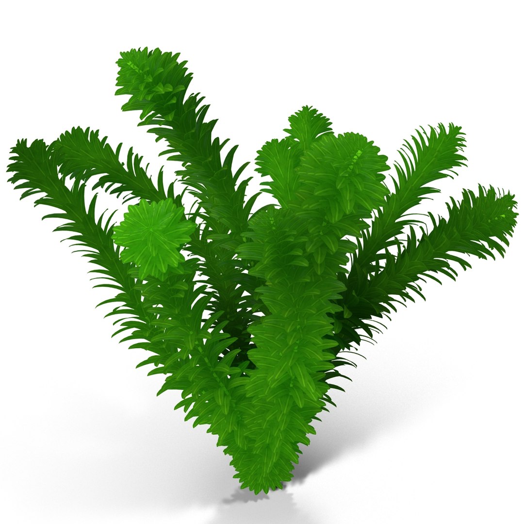 3d Aquarium Anacharis Plant Model
