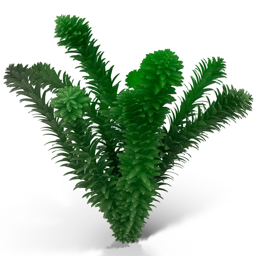 3d Aquarium Anacharis Plant Model