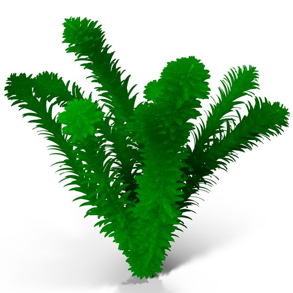 3d aquarium anacharis plant model