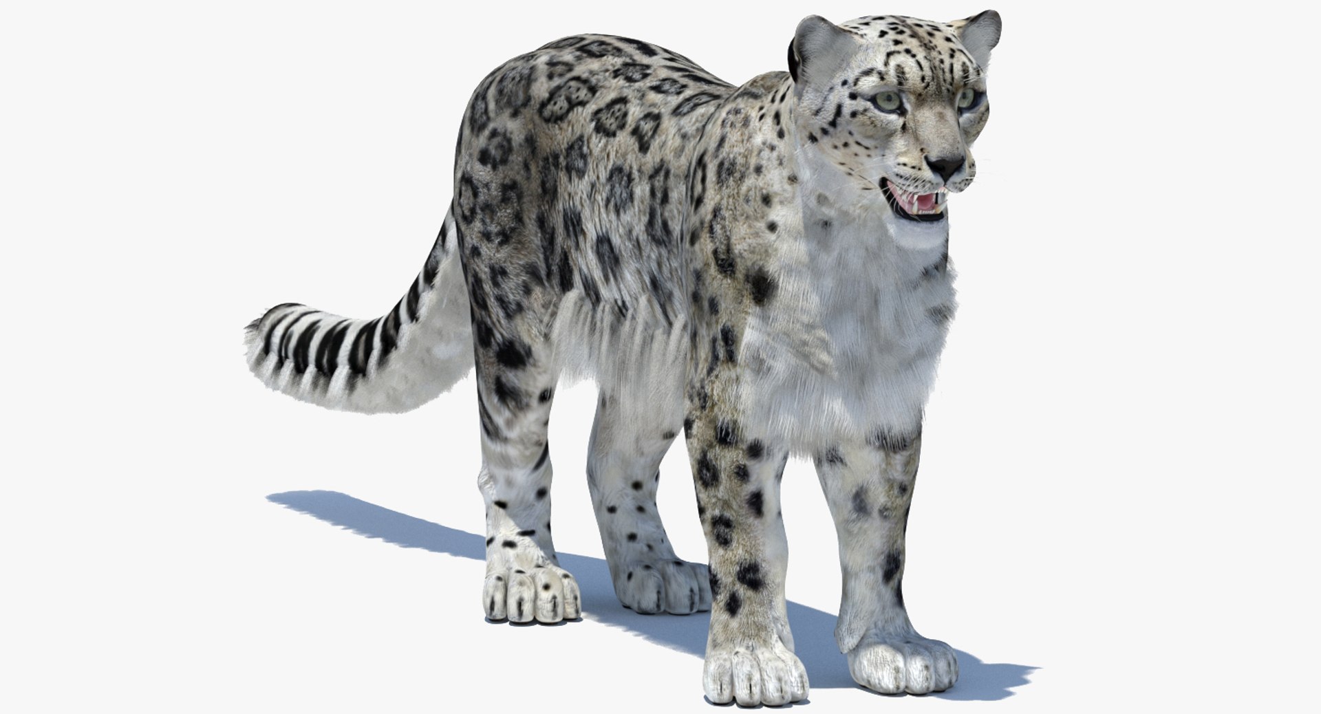 3D Model Snow Leopard 2 - TurboSquid 1217143