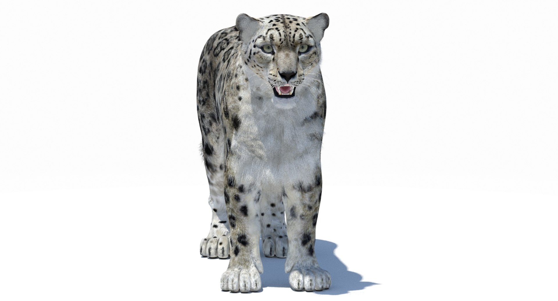 3D Model Snow Leopard 2 - TurboSquid 1217143