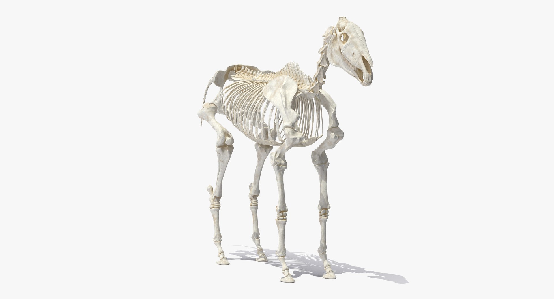 Horse Skeleton Rigged 3D Model - TurboSquid 1337159