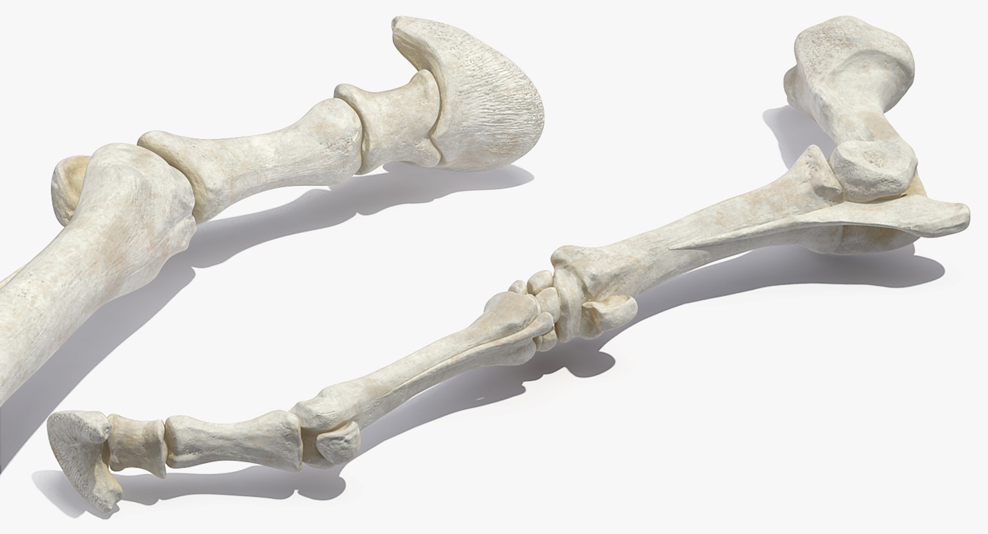 Horse Skeleton Rigged 3D Model - TurboSquid 1337159