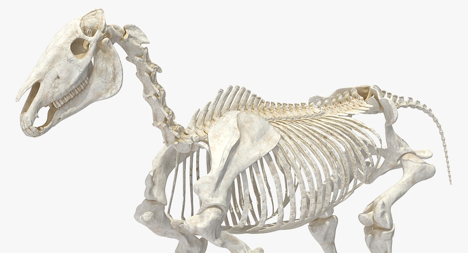 Horse skeleton rigged 3D model - TurboSquid 1337159