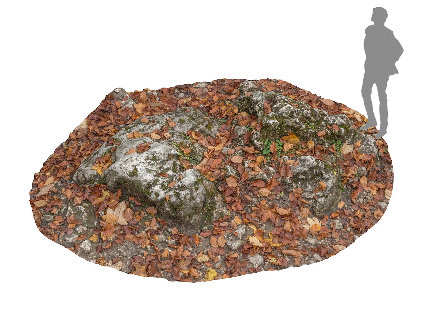 max rock forest autumn 8k