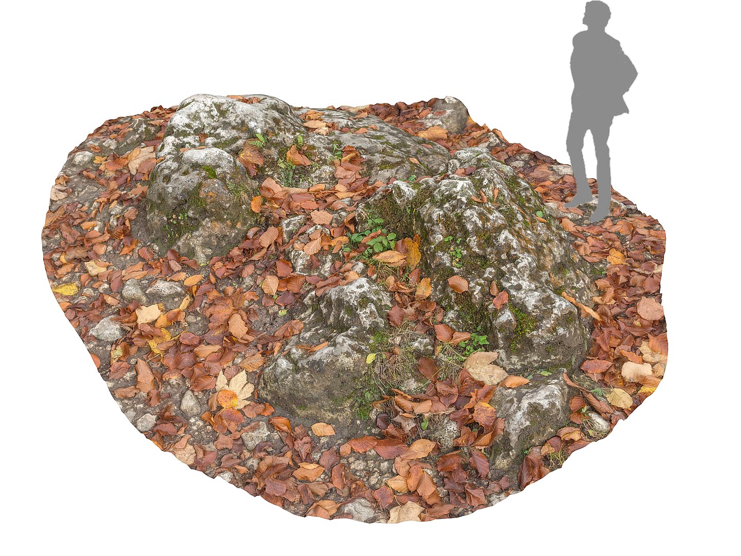 max rock forest autumn 8k