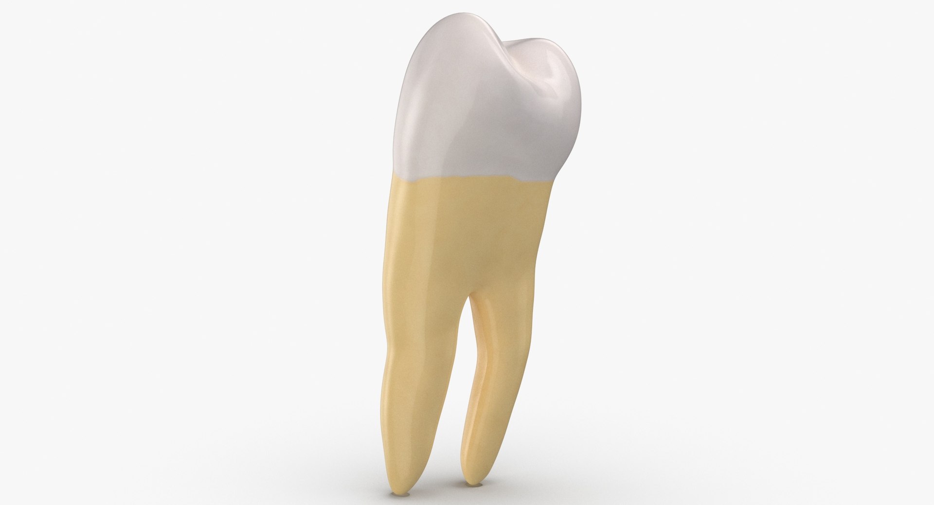 3D Model Molar Lower Jaw Left - TurboSquid 1598569