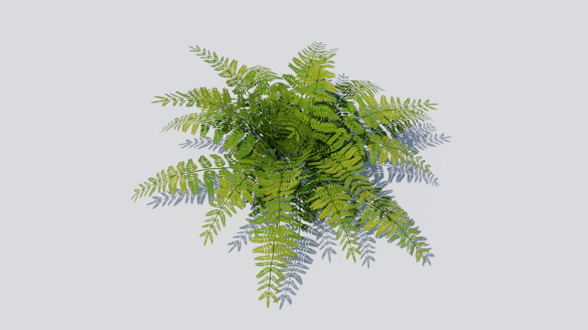 Fern Bush V2 3D Model - TurboSquid 2051821