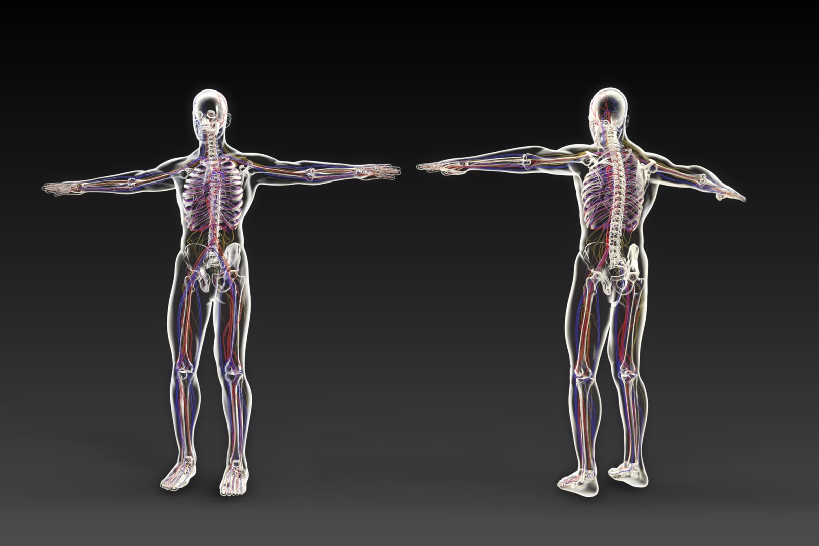 3D Human Perspective X-ray X-ray Bone Vascular Channels And Collaterals ...
