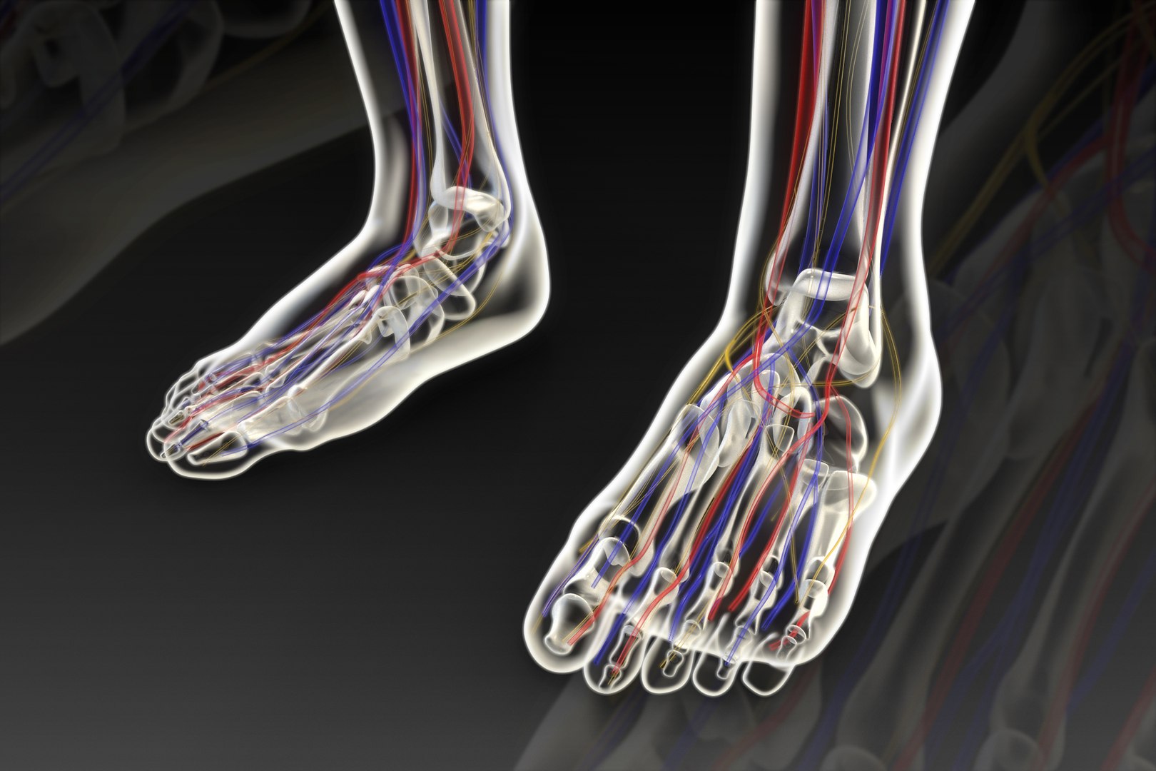 3D Human Perspective X-ray X-ray Bone Vascular Channels And Collaterals ...