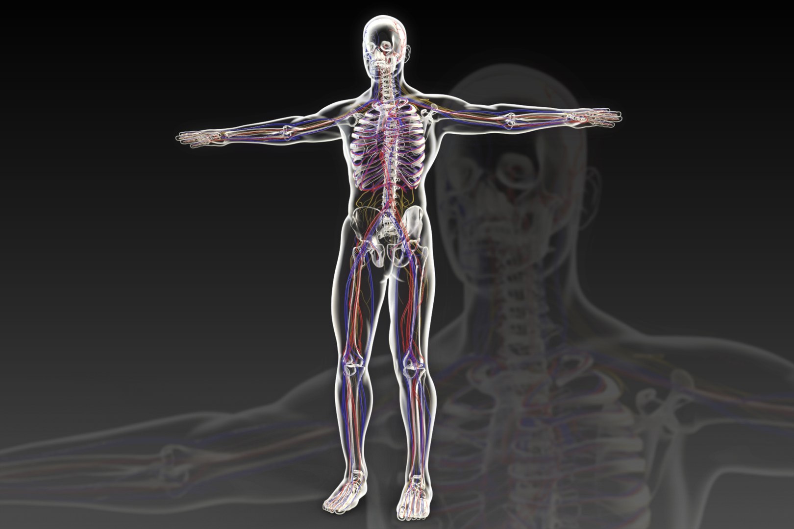 3D Human Perspective X-ray X-ray Bone Vascular Channels And Collaterals ...