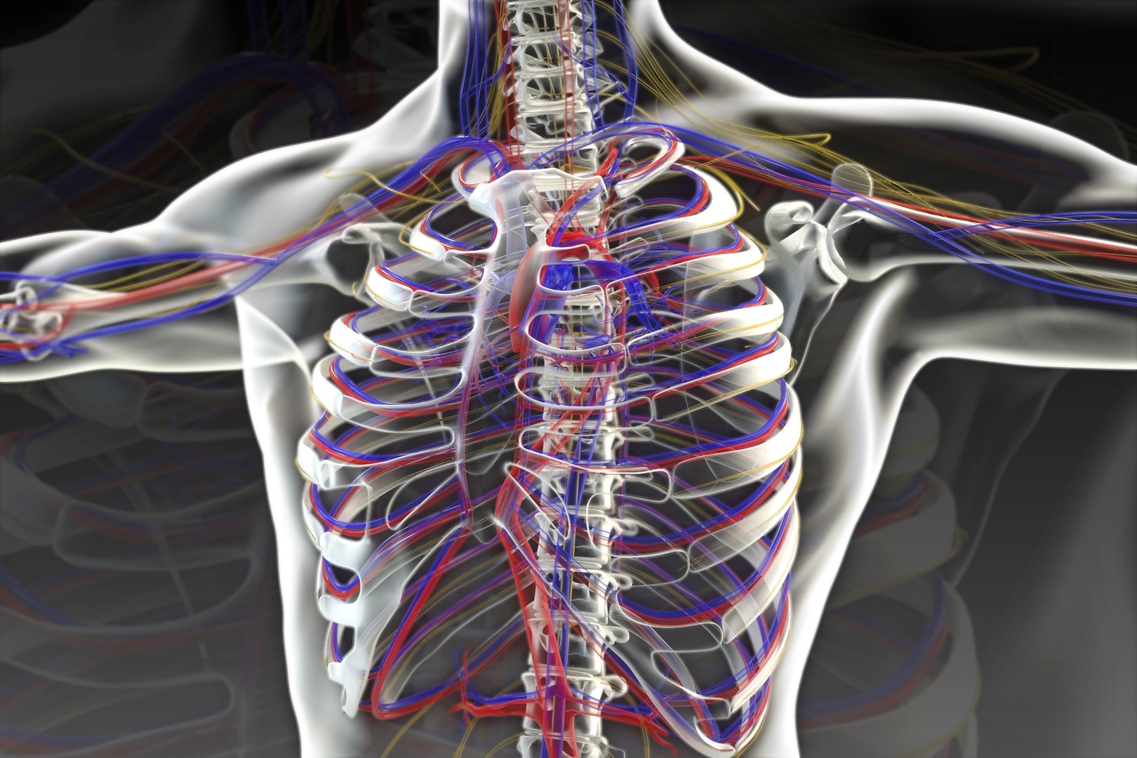 3D Human Perspective X-ray X-ray Bone Vascular Channels And Collaterals ...