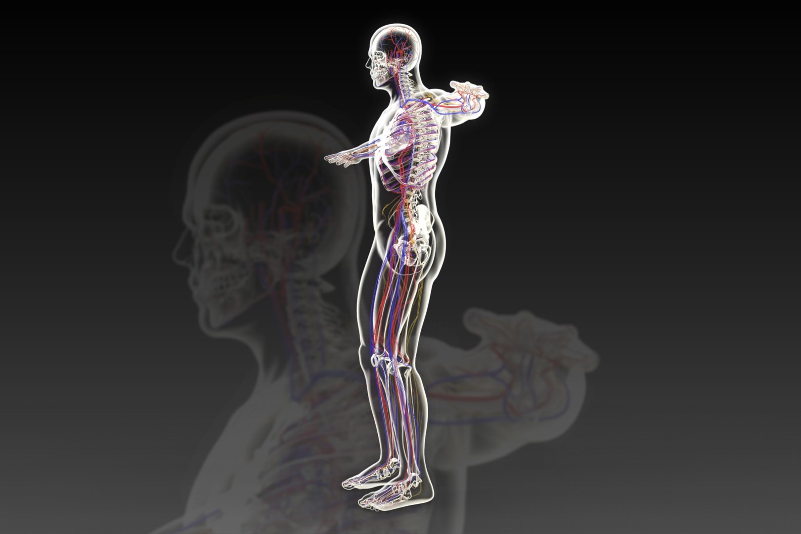 3D Human Perspective X-ray X-ray Bone Vascular Channels And Collaterals ...