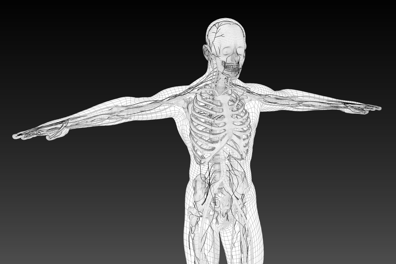 3D Human Perspective X-ray X-ray Bone Vascular Channels And Collaterals ...