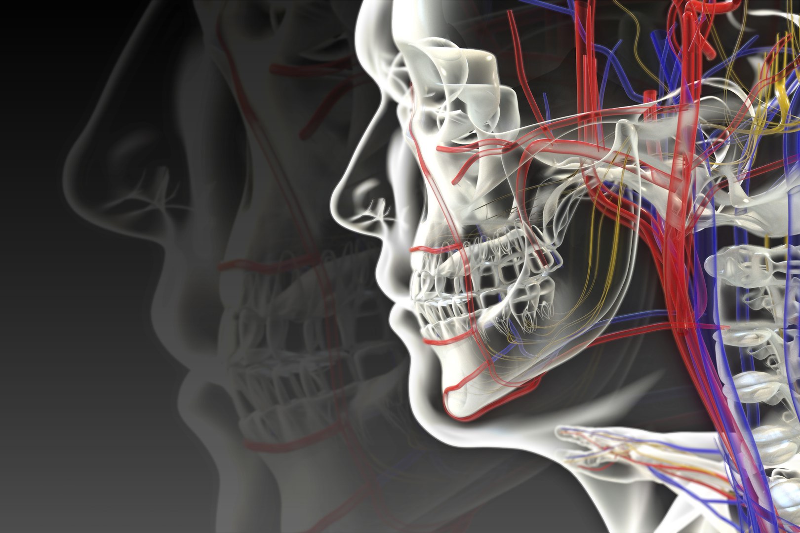 3D Human Perspective X-ray X-ray Bone Vascular Channels And Collaterals ...