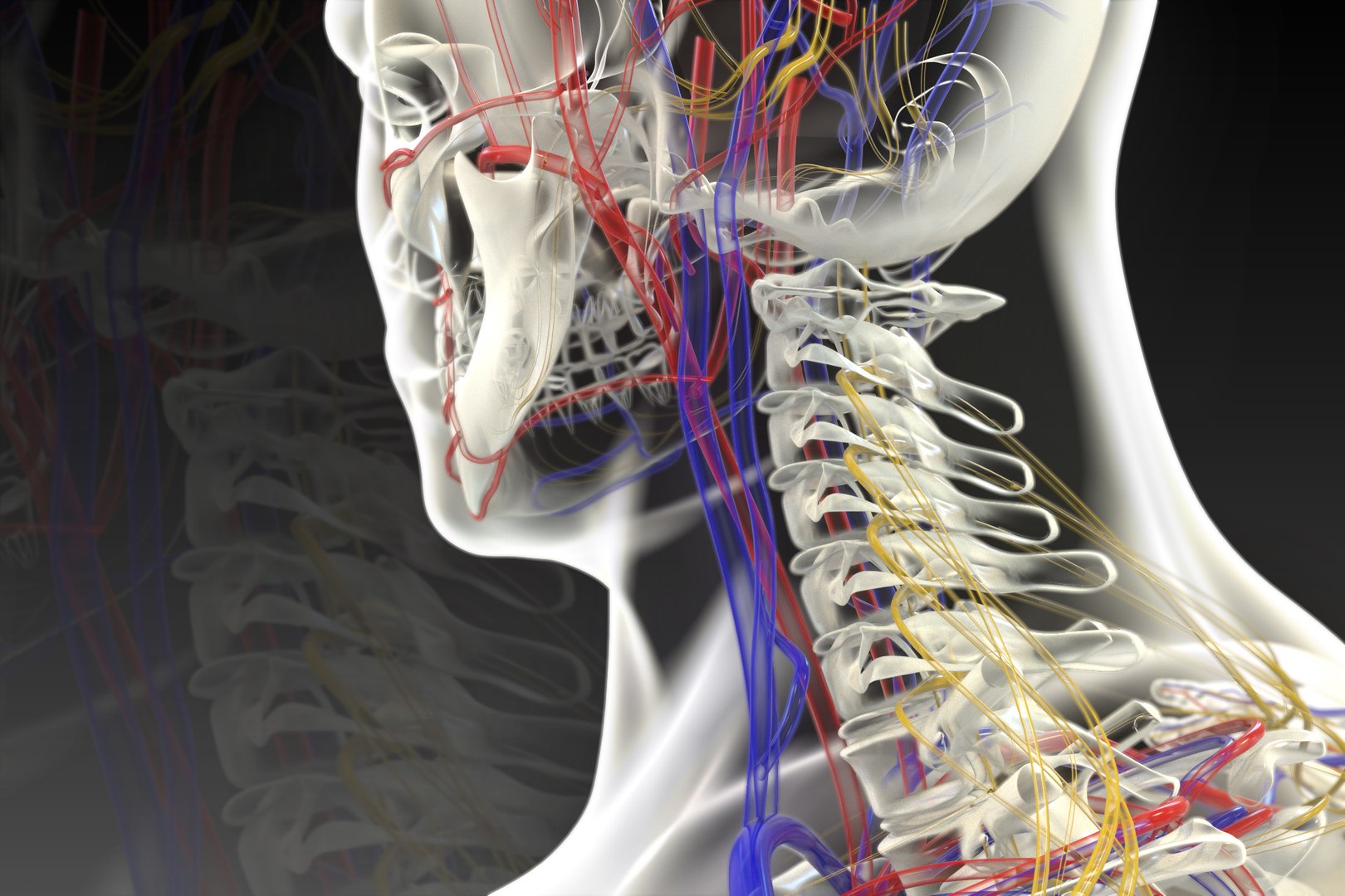 3D Human Perspective X-ray X-ray Bone Vascular Channels And Collaterals ...
