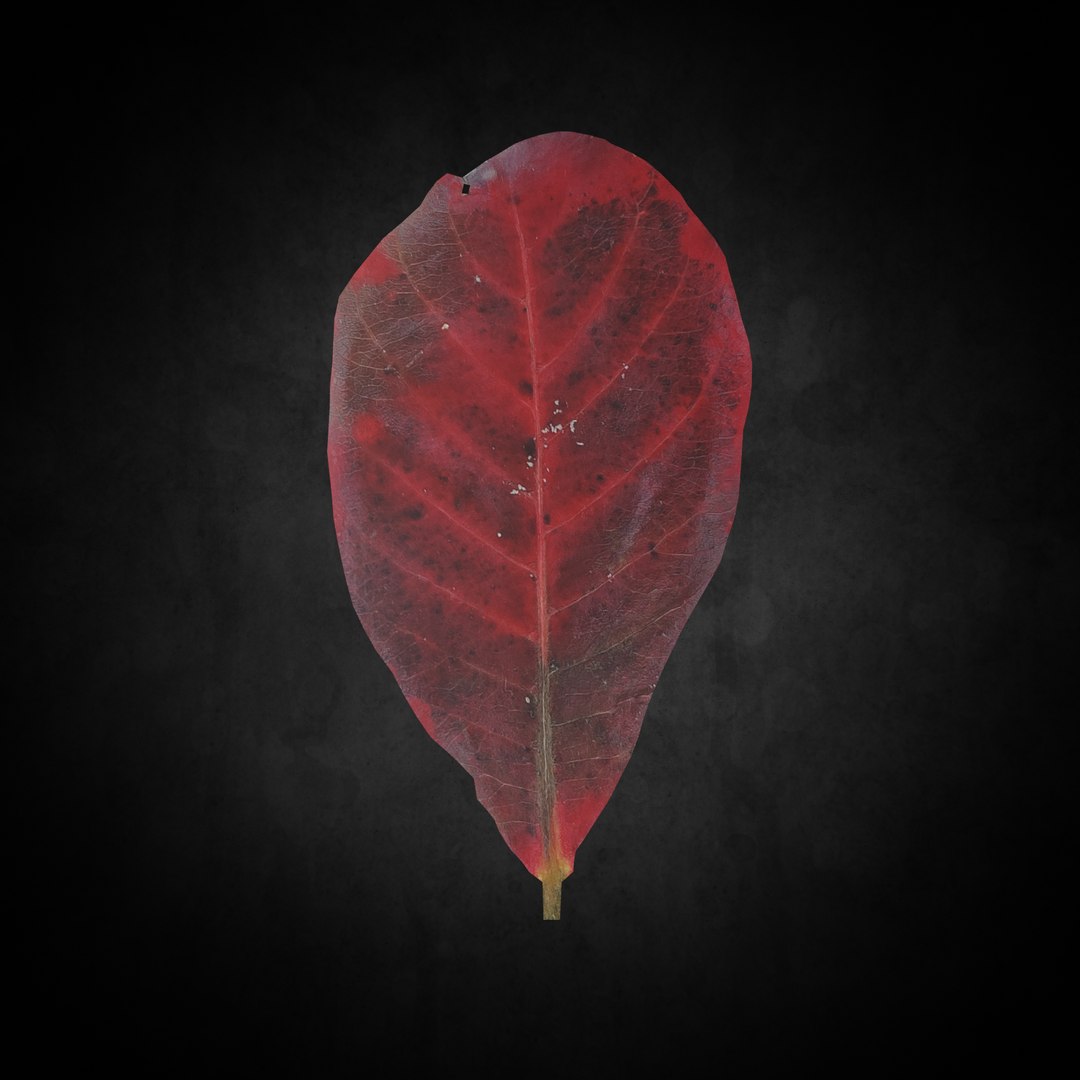 Low Poly Leaf 100 3D model - TurboSquid 1852587