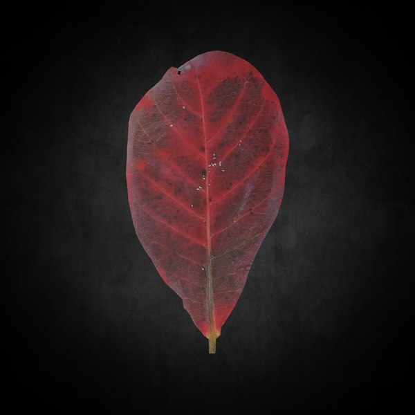 Low Poly Leaf 100 3D model - TurboSquid 1852587