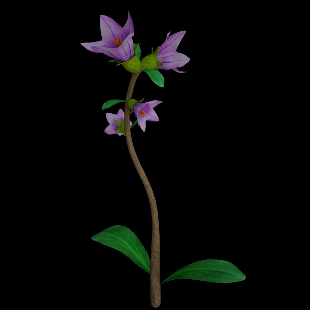3D Flowers Open Animation Model - TurboSquid 1586575