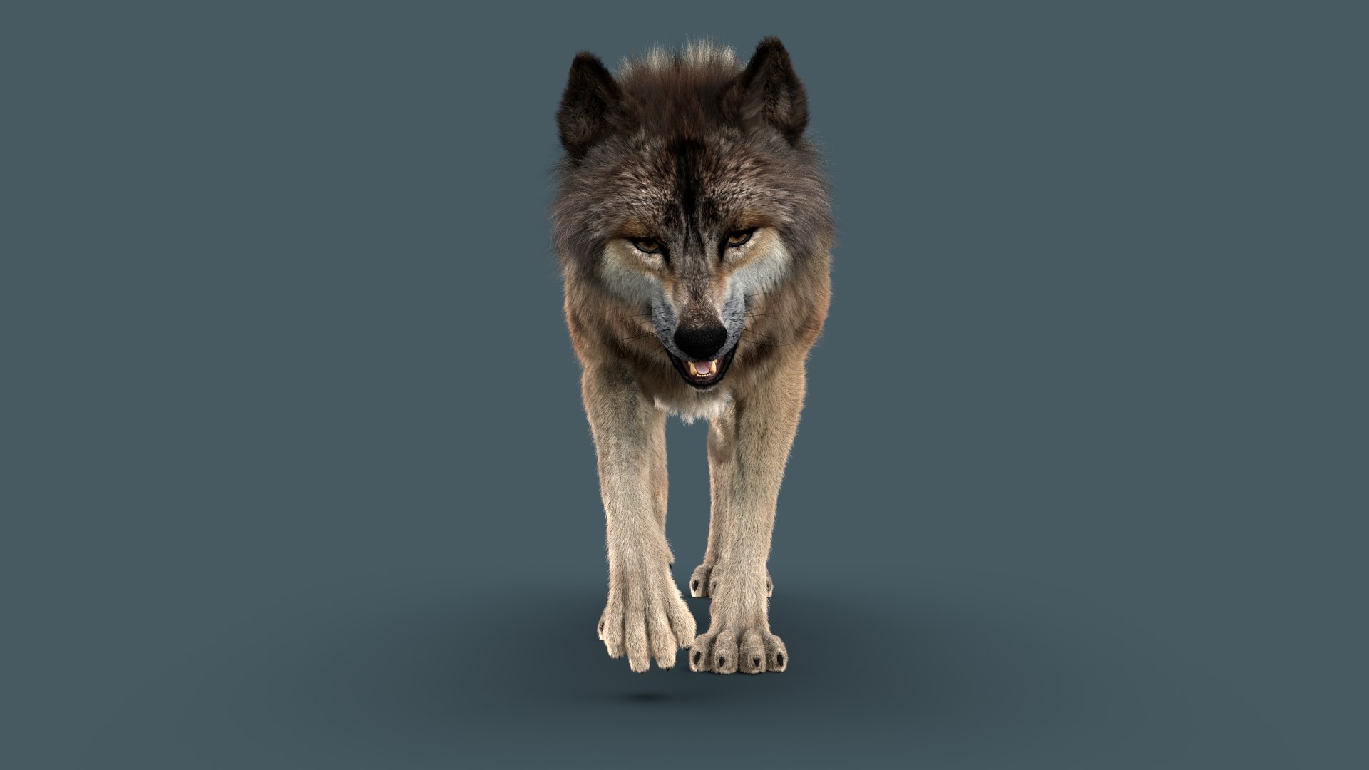 3D Wolf FUR Model - TurboSquid 1740005