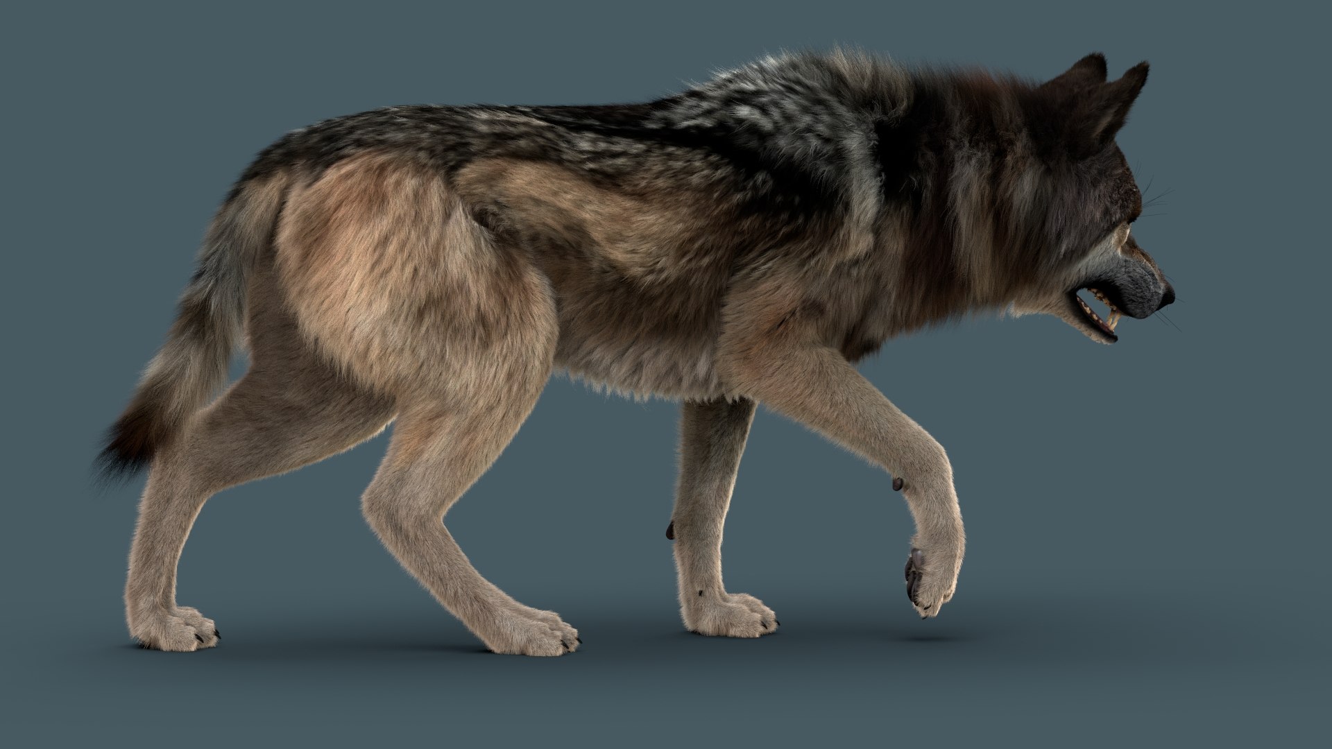 3D Wolf FUR Model - TurboSquid 1740005