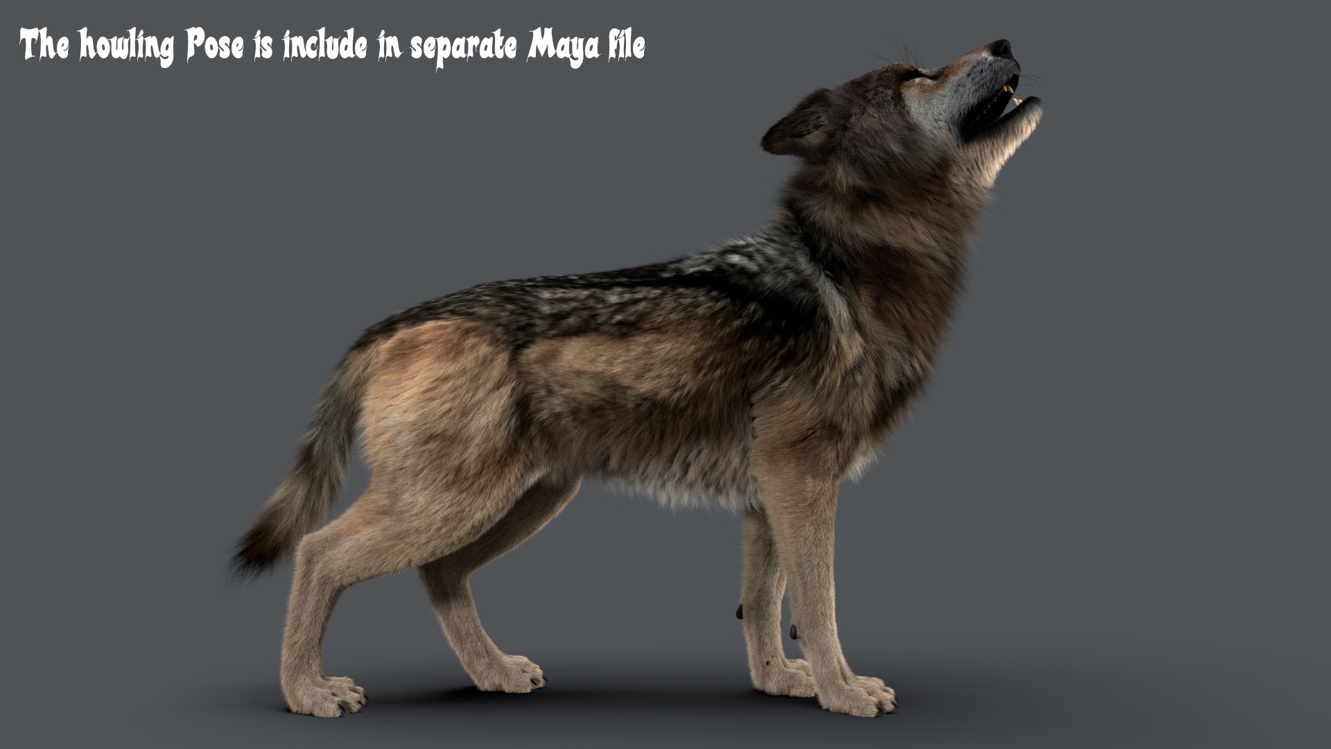 3D Wolf FUR Model - TurboSquid 1740005