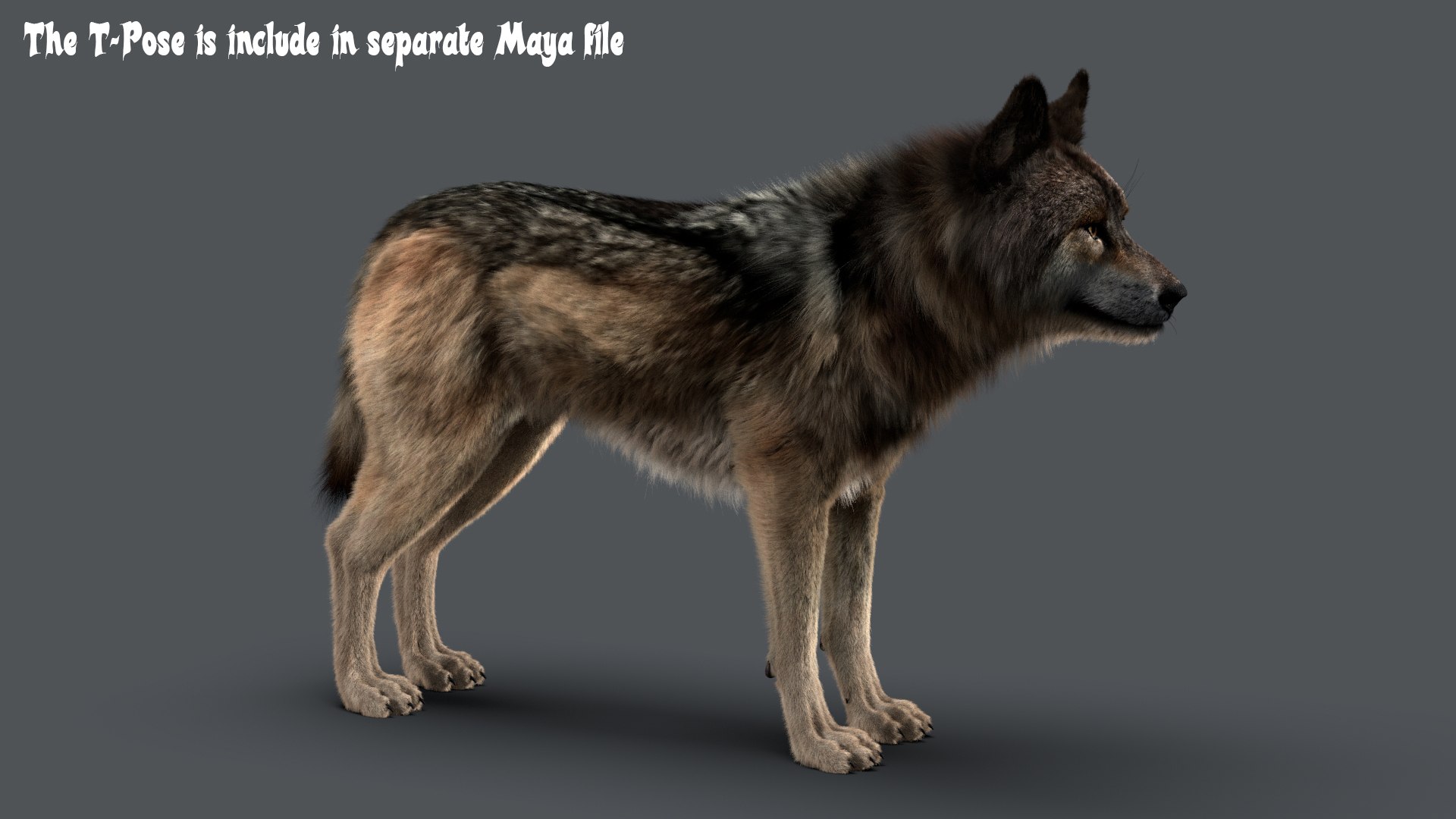 3D Wolf FUR Model - TurboSquid 1740005
