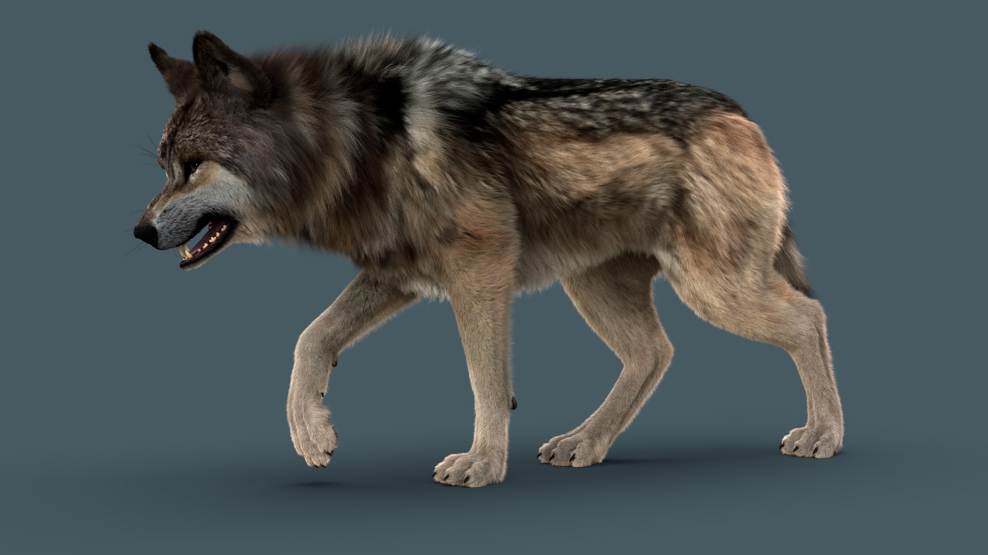 3D Wolf FUR Model - TurboSquid 1740005